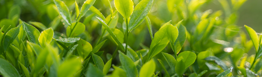 Bienfaits du thé vert- Mium Lab